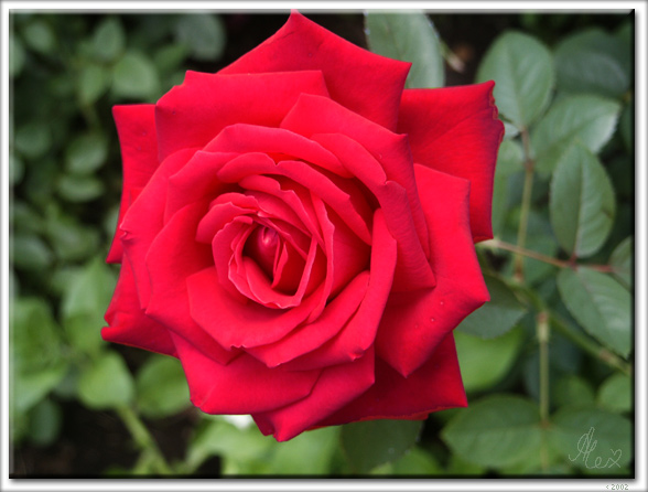 Photo Siberian rose by Alex Chekhovsky - nature - PhotoForum.ru