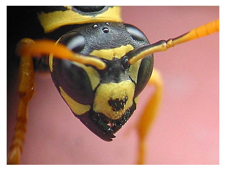 Photo Wasp`s face by Hui Gao - macro and close-up, nature - PhotoForum.ru