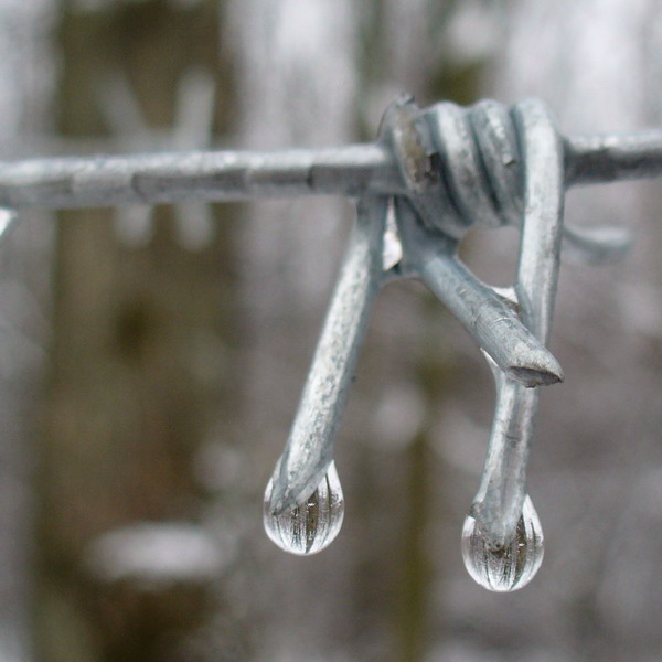 Photo *** by Sergey Timoshenko - macro and close-up - PhotoForum.ru