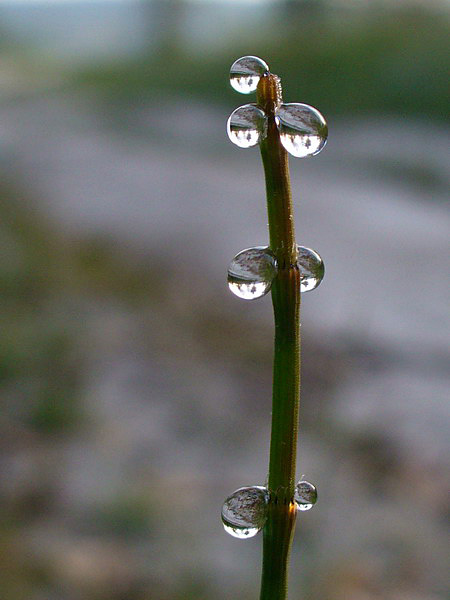 Photo *** by Sergey Timoshenko - nature, macro and close-up - PhotoForum.ru