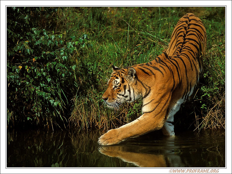 Photo Amoer Tiger by Harry Eggens - nature - PhotoForum.ru