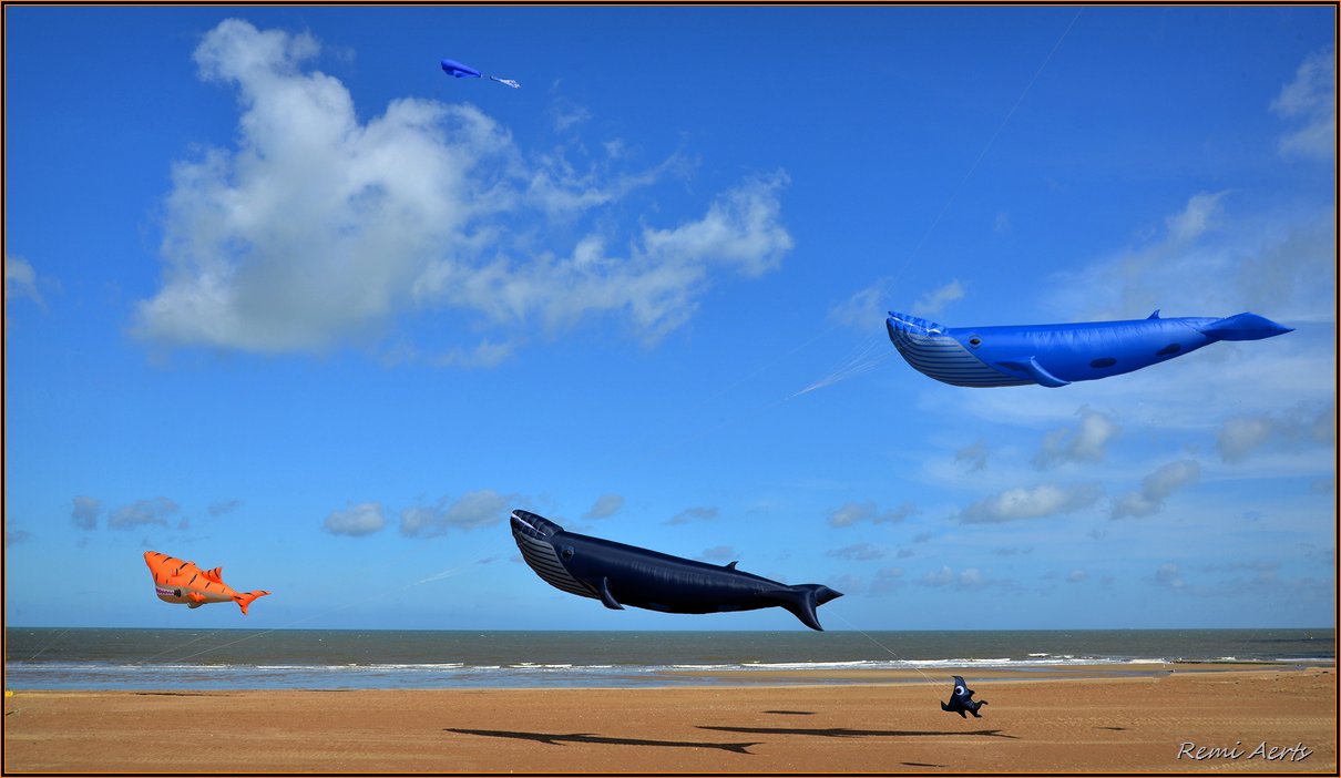 Photo flying fish by Remi Aerts - landscape, reporting, nature ...